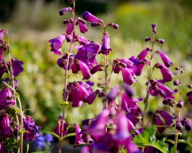 UK Gardening: Penstemon Purple Passion