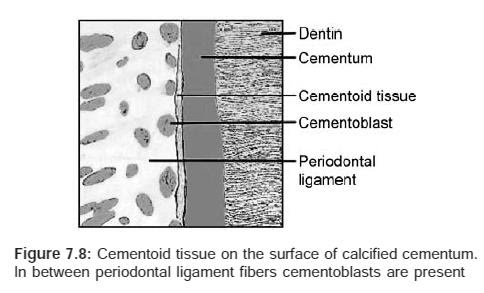 cementum structure (2) l Oral histology & biology MCQs for dental ...
