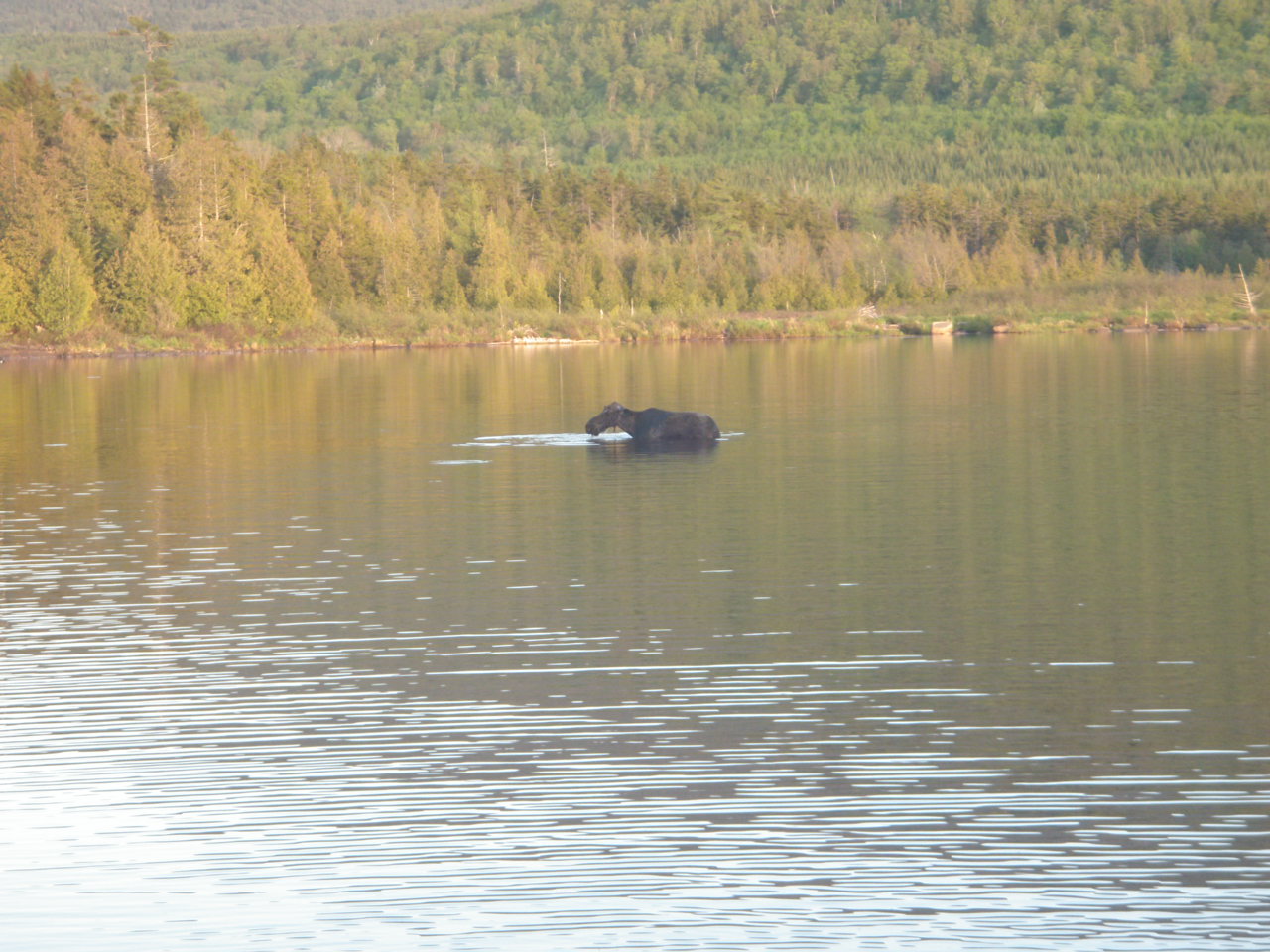 Memorial Day Weekend and Moose Mainea