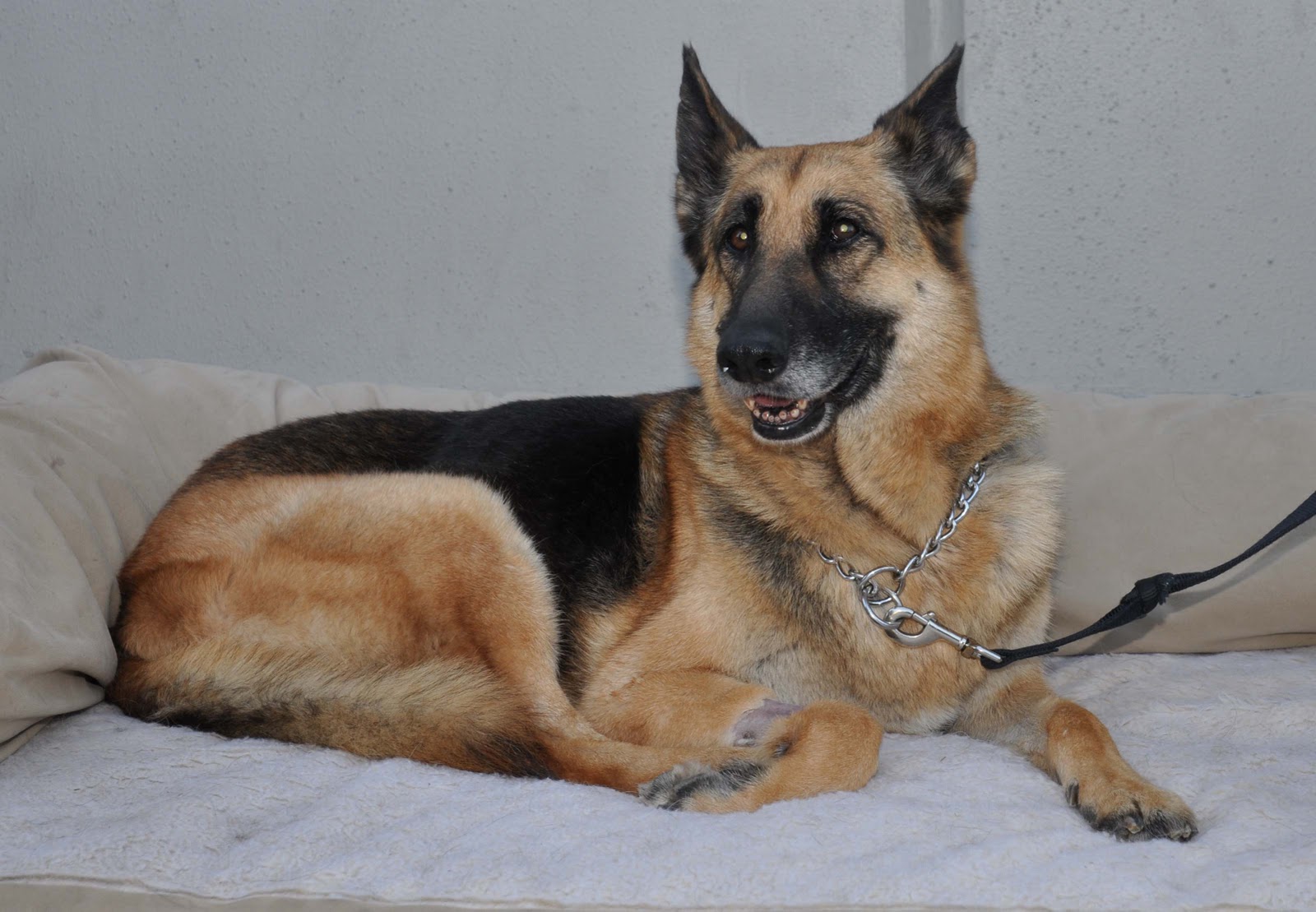 German Shepherd Dog Rescue Orange County CA: November 2011