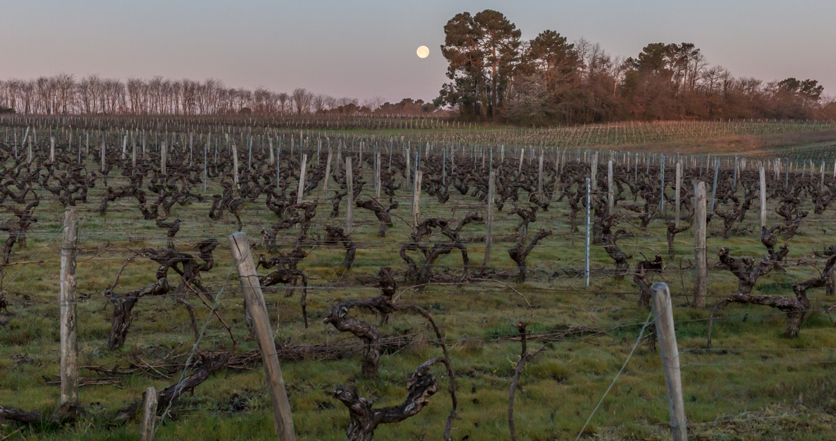 wcs: Moon over vineyards