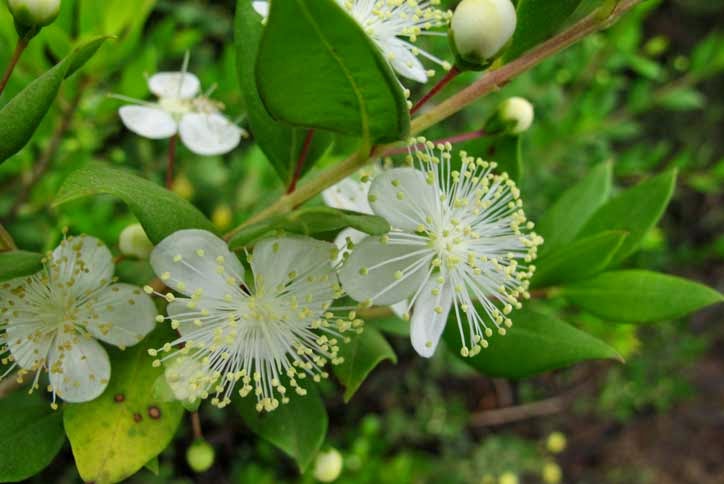 SENDERISMO EN EL RIF/RANDONNÉES DANS LE RIF: TAMALOUT (BENI HASSAN)