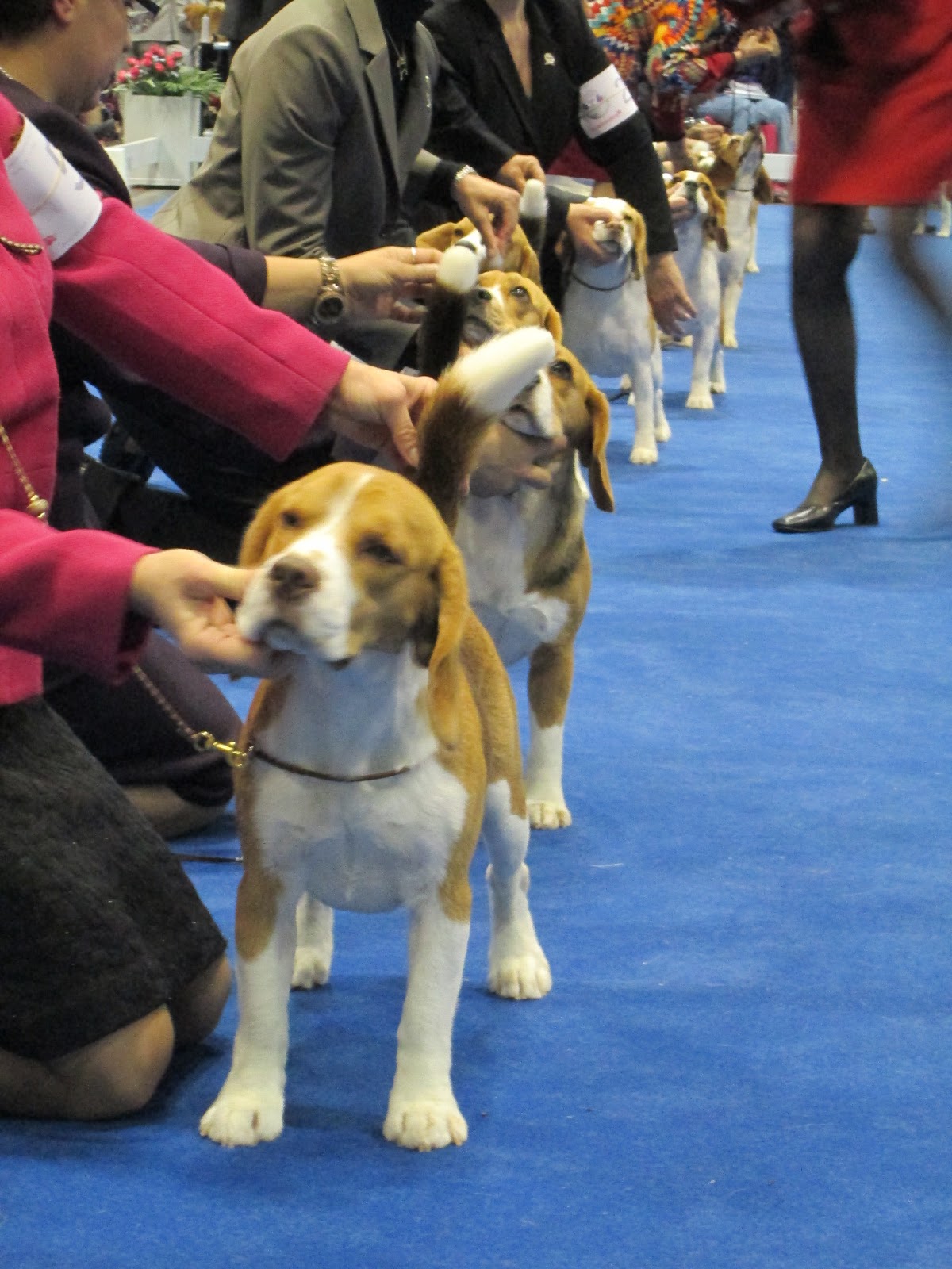 Life With Beagle: How to show a show dog -- Part 2