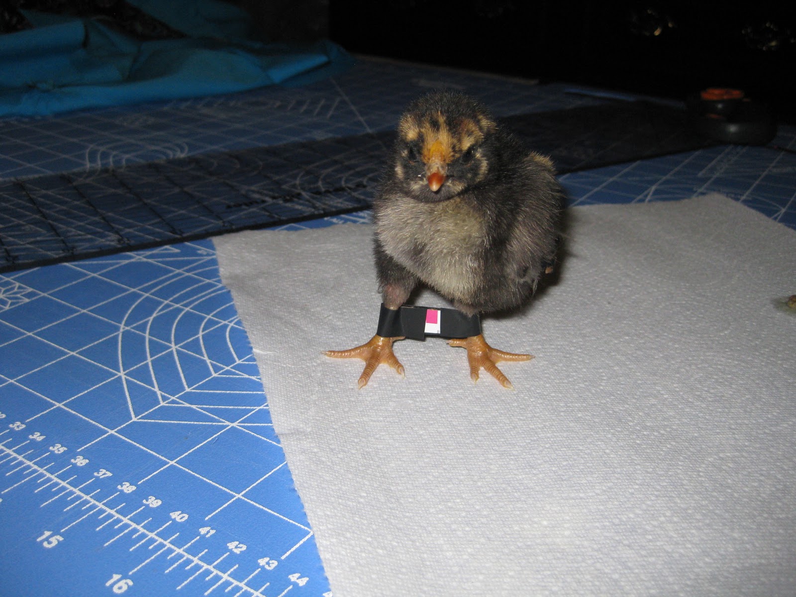 A Captive Chicken!: Chicken Physical Therapy?