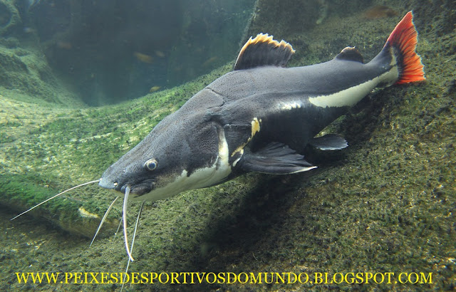 PEIXES DESPORTIVOS DO MUNDO: A PIRARARA - Phractocephalus ...