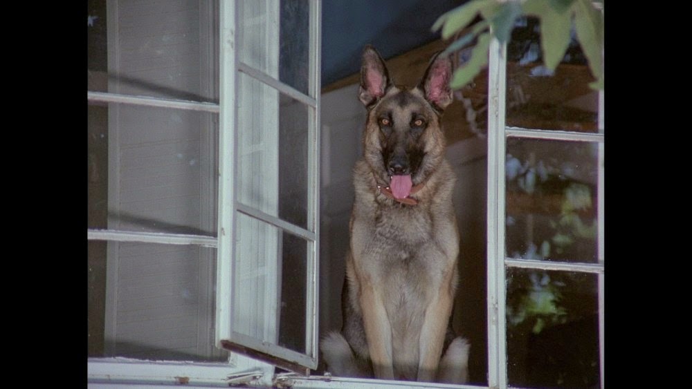 kocham dziwne kino: Devil Dog: The Hound Of Hell (1978)