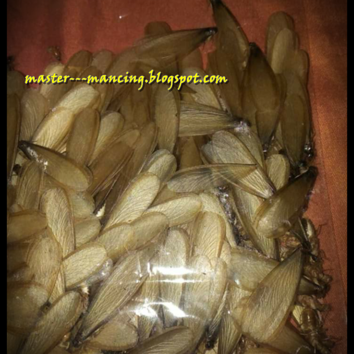 Master mancing: Mancing Wader Pari Atau ikan Paray