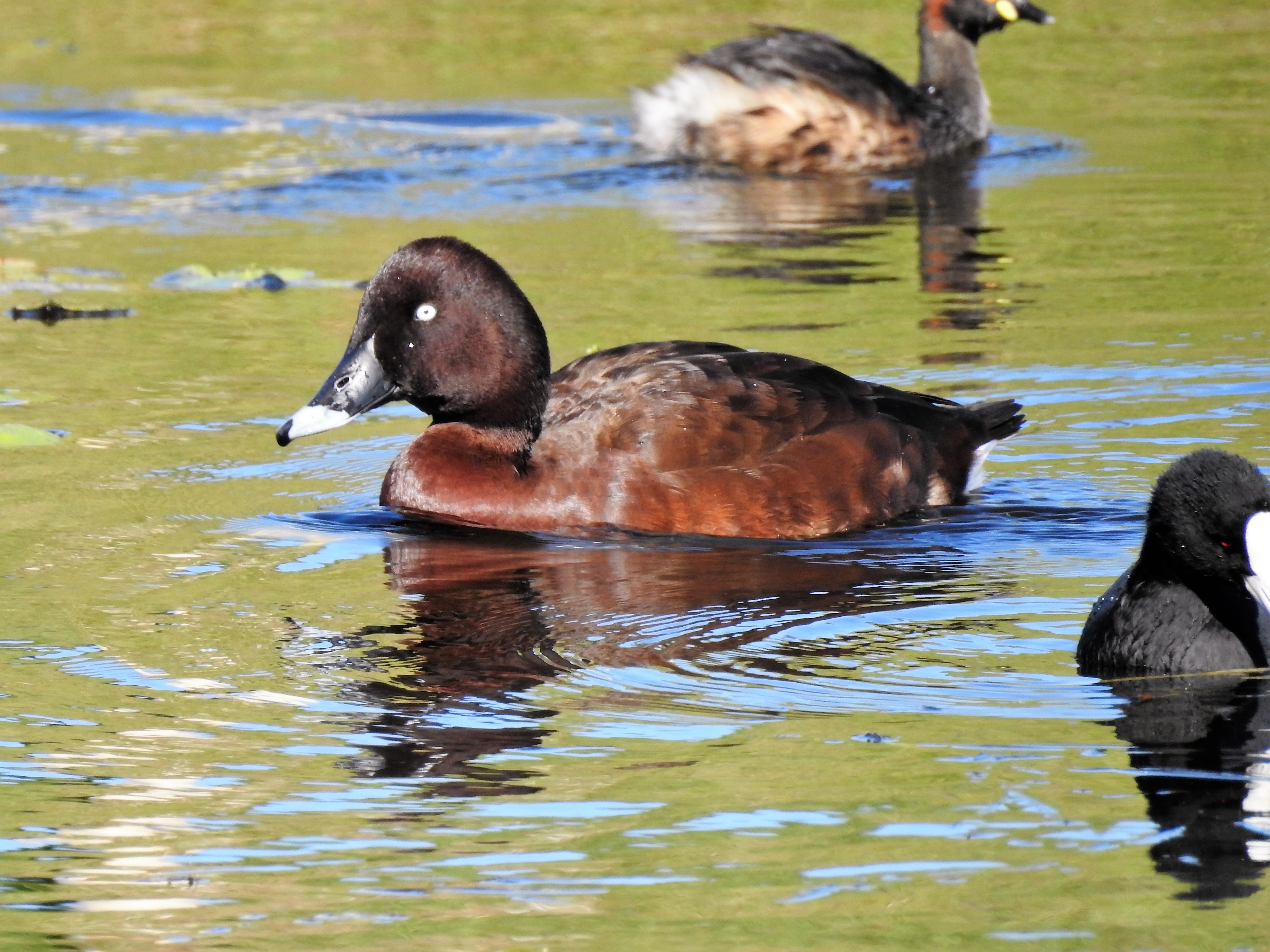Birding - Tweed Heads - Australia: Tweed Bird List with Photos