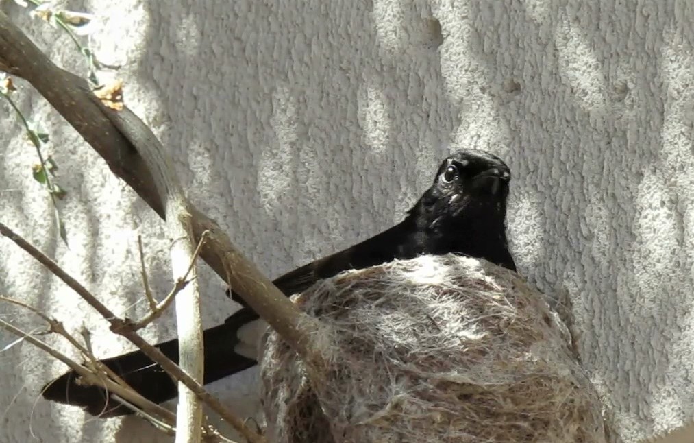 Birdlifesaving: 89. Wild Willies