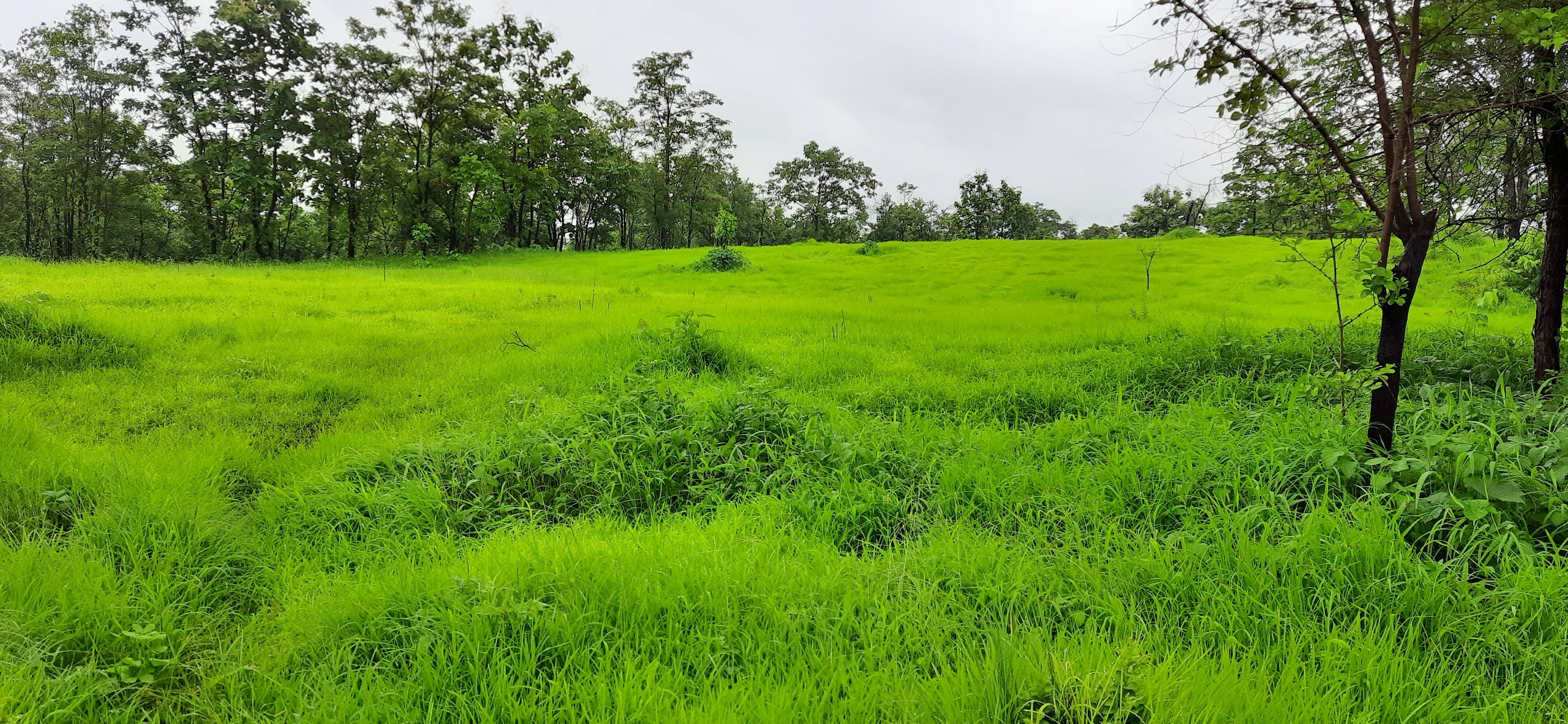 Sharad Pandhare's Educational Blog: Incredible Nature
