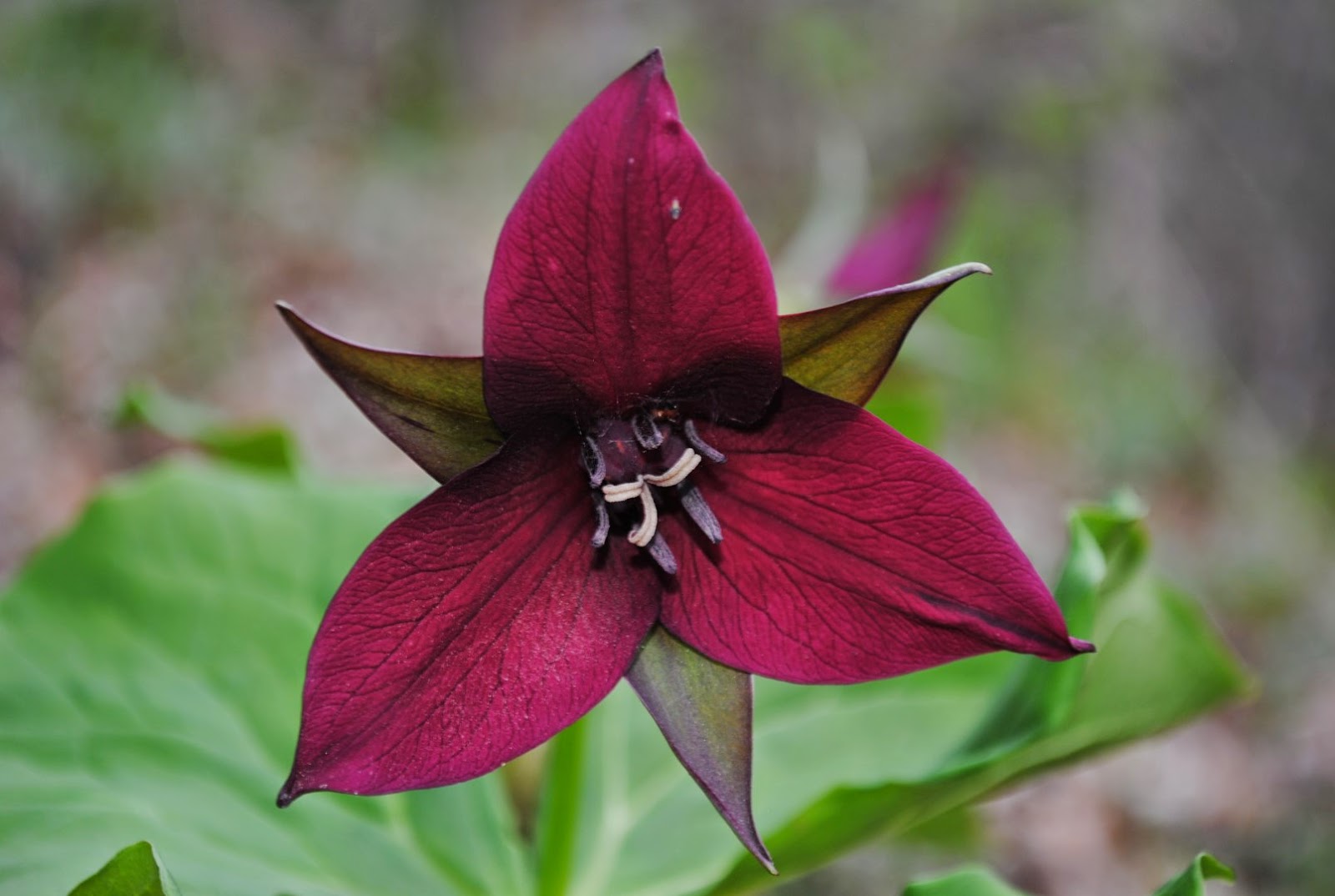 West Virginia Native Wildflowers-The Big Year, 2013: Brush Creek