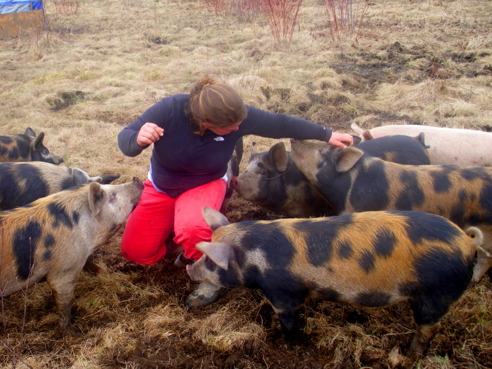 Groundworks Farm | Moving Pigs-A Two Day Adventure