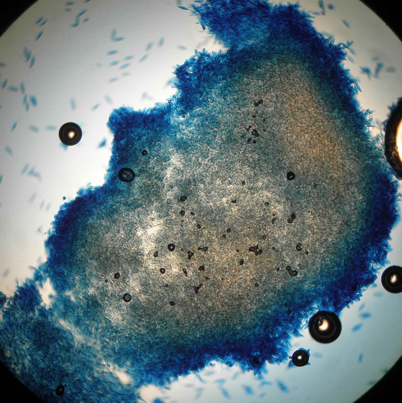 ATLAS MICOLOGIA: MICROSPORUM GYPSEUM