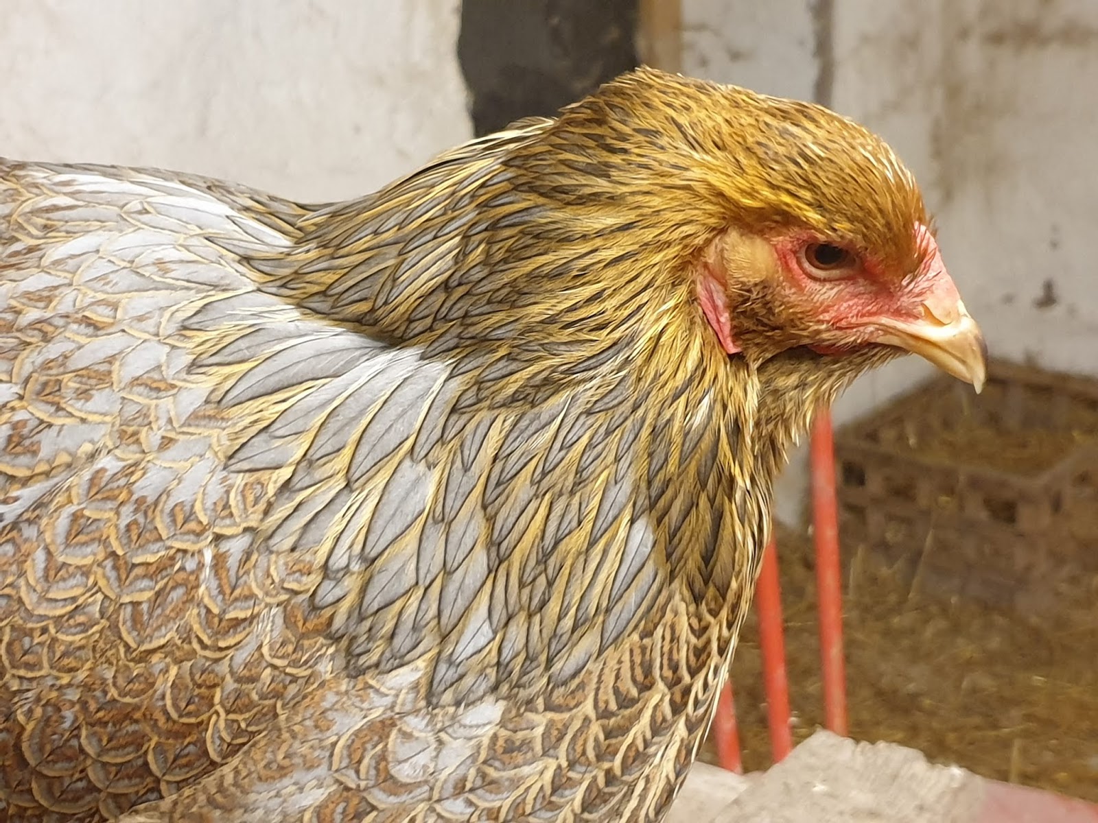 Kiramet anatoliankoirat: Blue partridge brahma