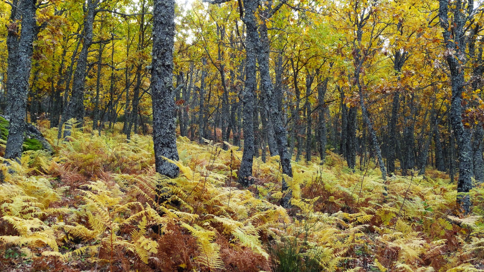 EL BICIERRANTE: NACIMIENTO DEL ADAJA Y VALLE DEL CORNEJA
