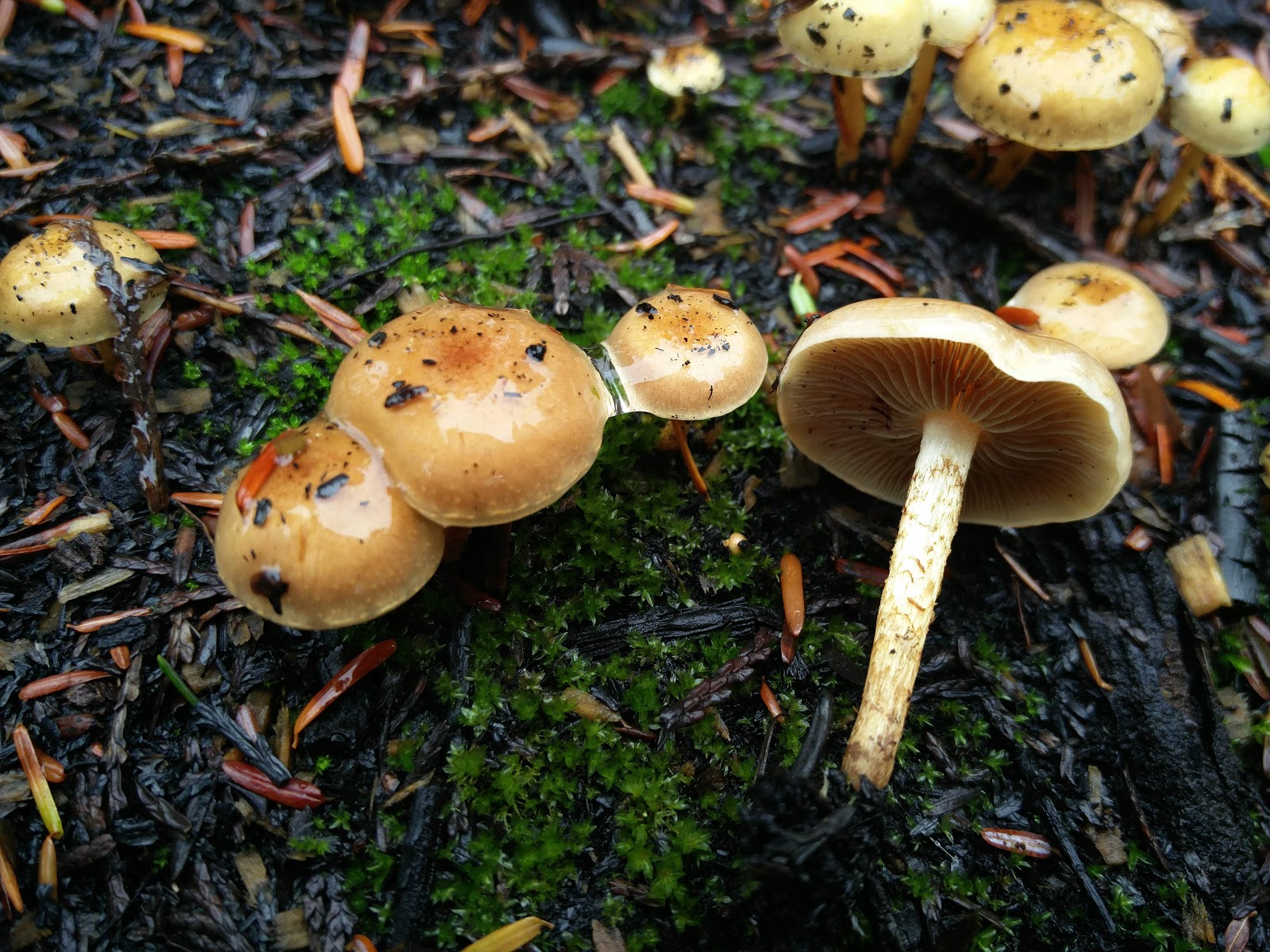 Misidentifying Fungi: Return to Tilgate