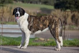 all dog facts research findings and behaviors of all breeds: RAFEIRO DO ...