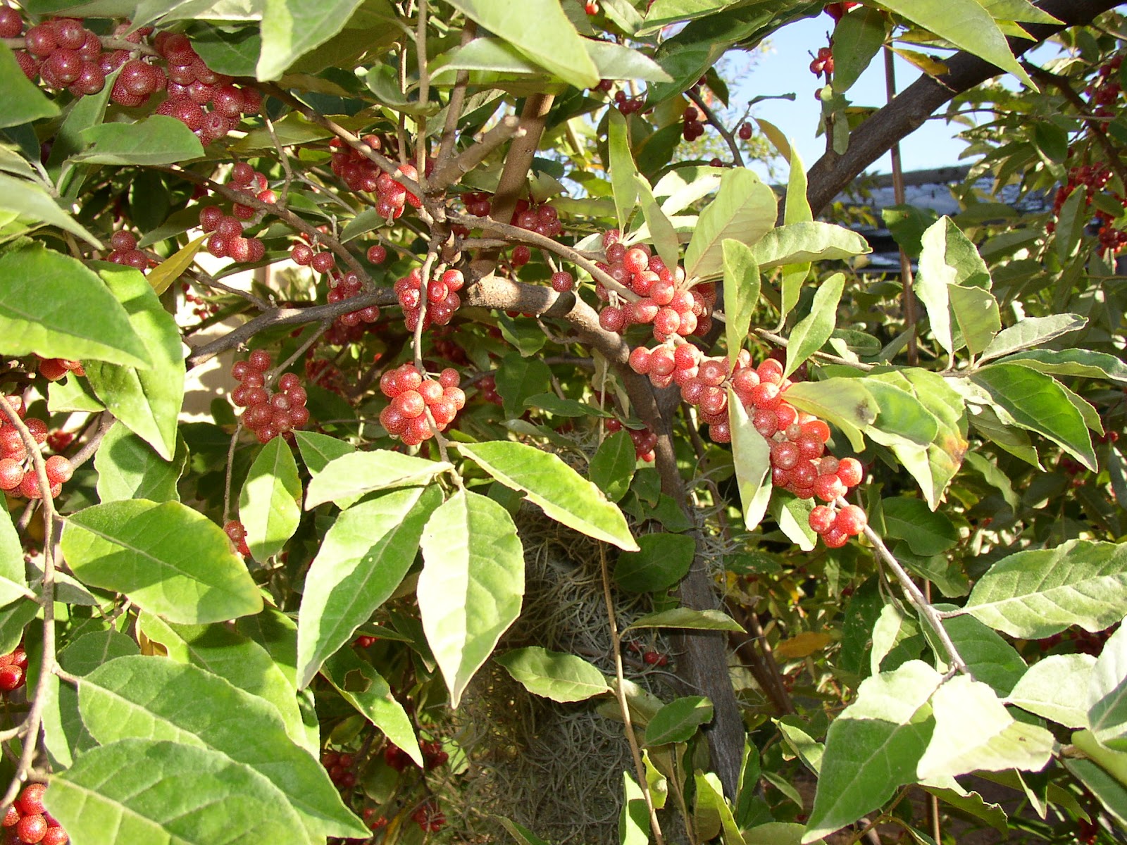 The Opinionated Gardener