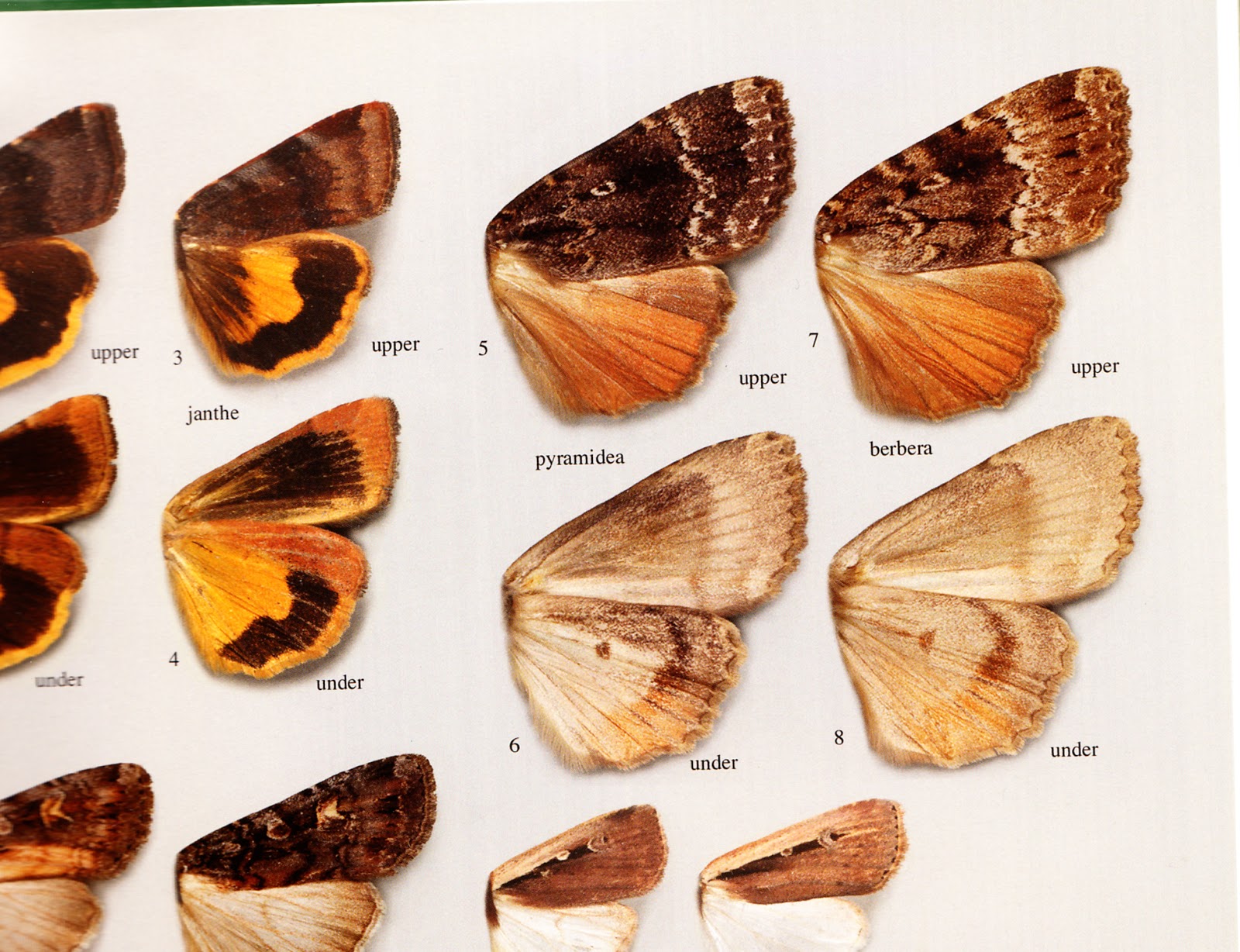 Upper Thames Moths: Copper Underwing ID