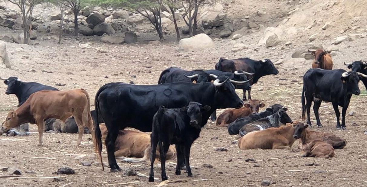Perú Taurino: GANADERÍA SANTA ROSA DE LIMA REDUCE NÚMERO DE VACAS MADRES