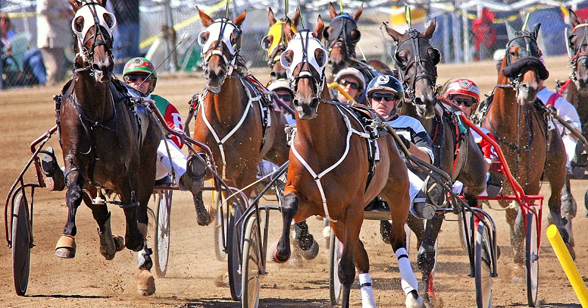 TwinSpires Blog: I Heart Betting Harness Racing