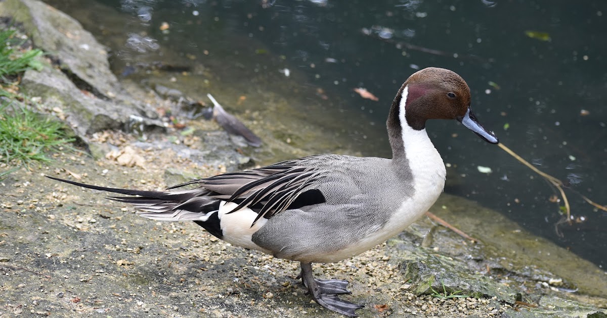 ZOOTOGRAFIANDO (6.096 ANIMALS): ÁNADE RABUDO / NORTHERN PINTAIL (Anas ...