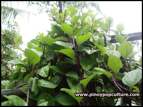 Pinoy Pop Culture: Alugbati