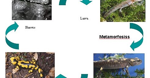 Info animales: LOS URODELOS ÚLTIMA PARTE