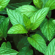 Herbmama's Words: Good ol' Peppermint!!!