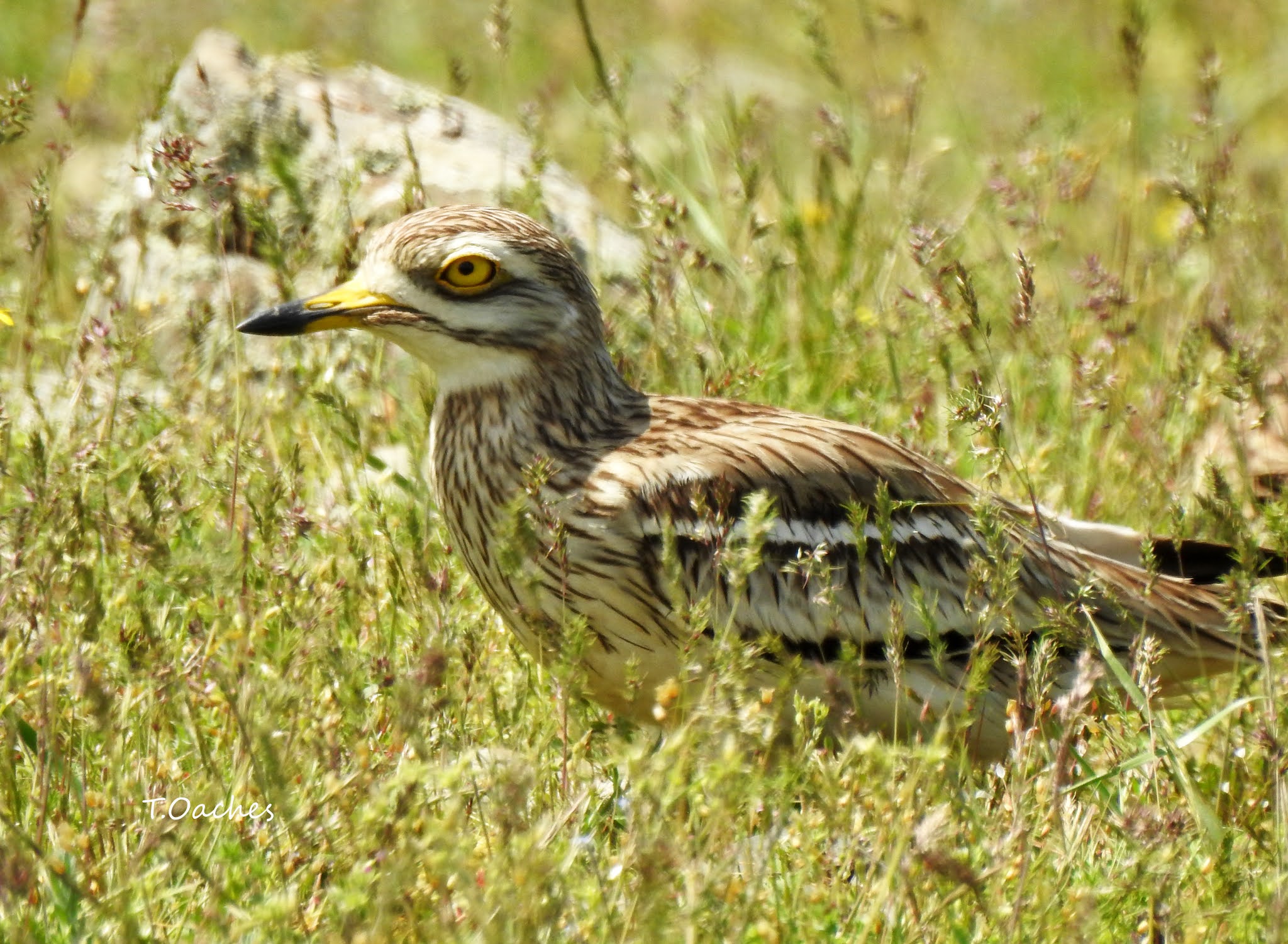 PASARI DIN ROMANIA: PASAREA OGORULUI, Burhinus oedicnemus