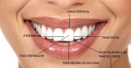 ESTUDOS SOBRE PRÓTESE DENTÁRIA: NOMENCLATURA BÁSICA DAS FACES DOS ...