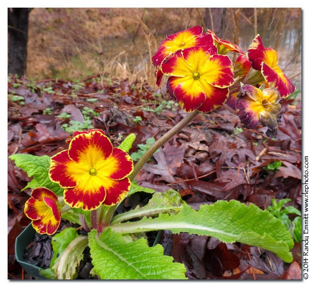 Randy & Meg's Garden Paradise: Park's primroses this weekend!