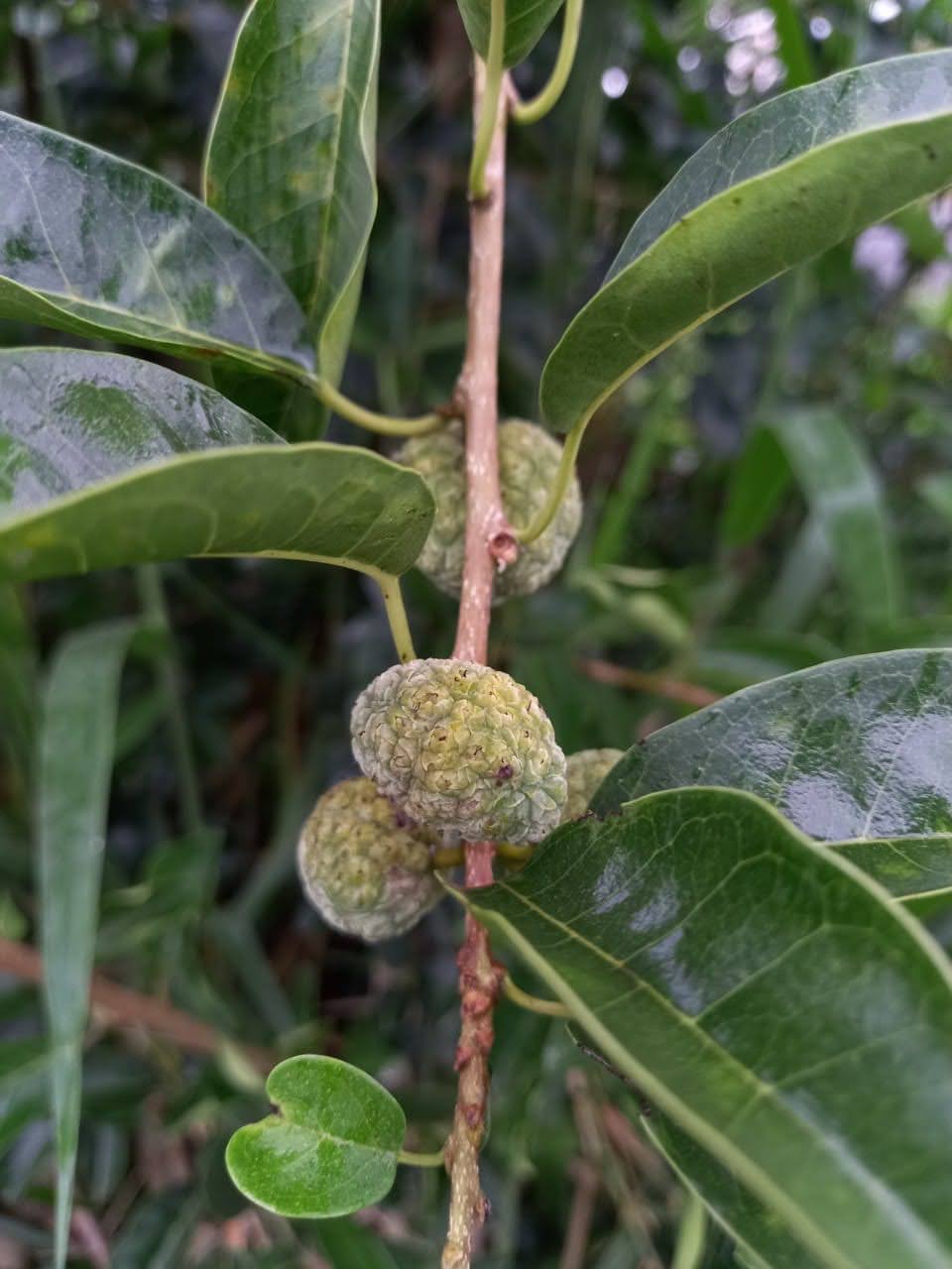 Maclura cochinchinensis