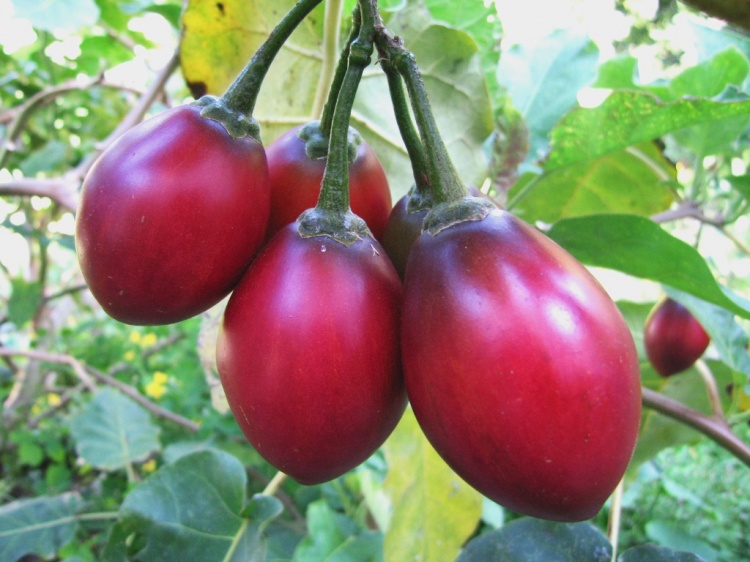 Cultivo do Tamarilho (tamarillo)