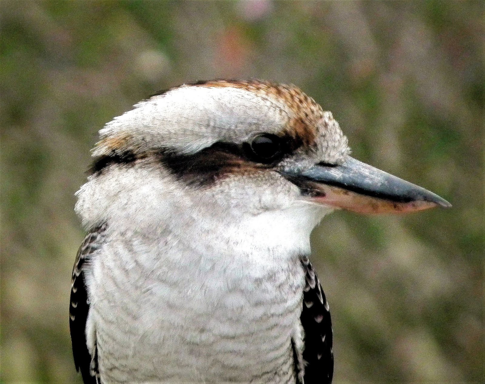 Out and About with John: Boredom Busters - Birds - Kookaburra