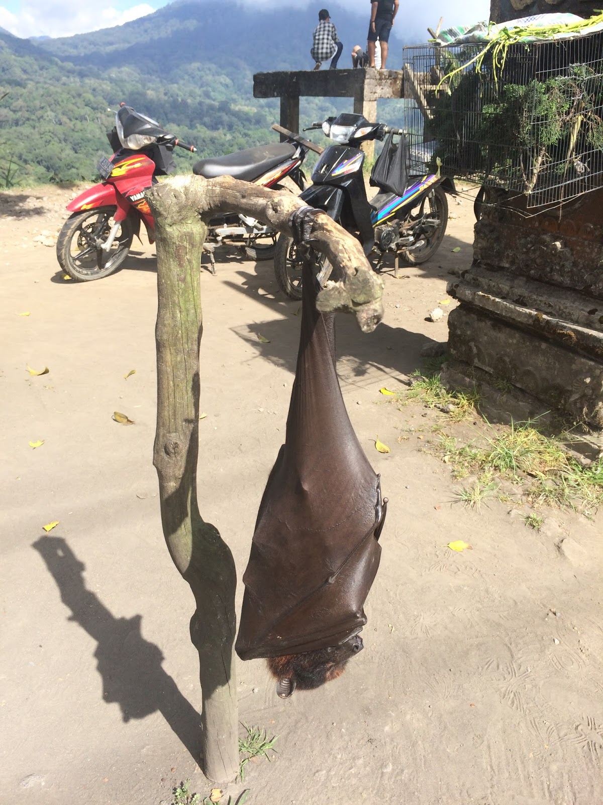 Twin Lakes Danau Buyan and Danau Tamblingan (Puncak Bagus) - Bali ...