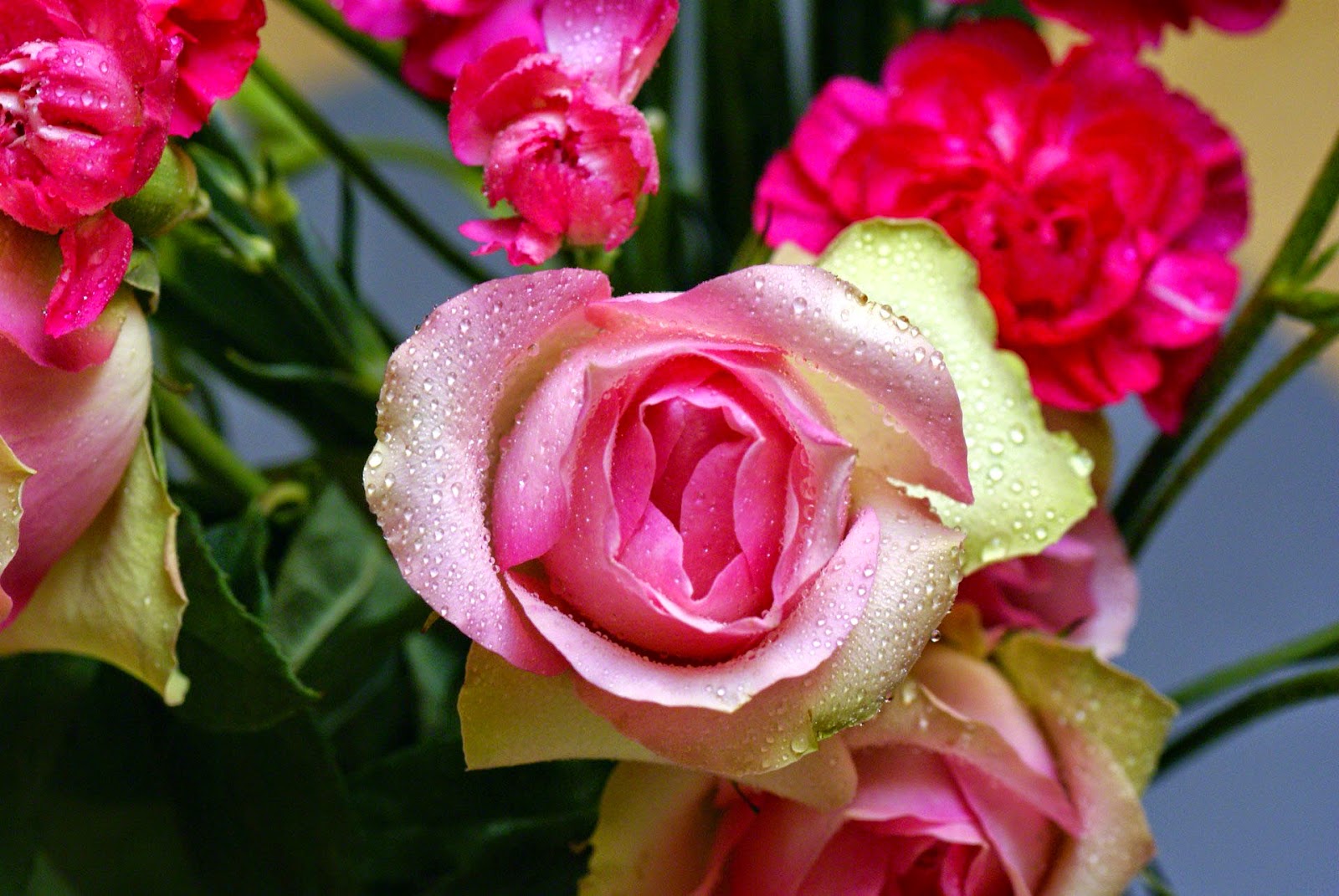 purpura: LA PARÁBOLA DE LA ROSA