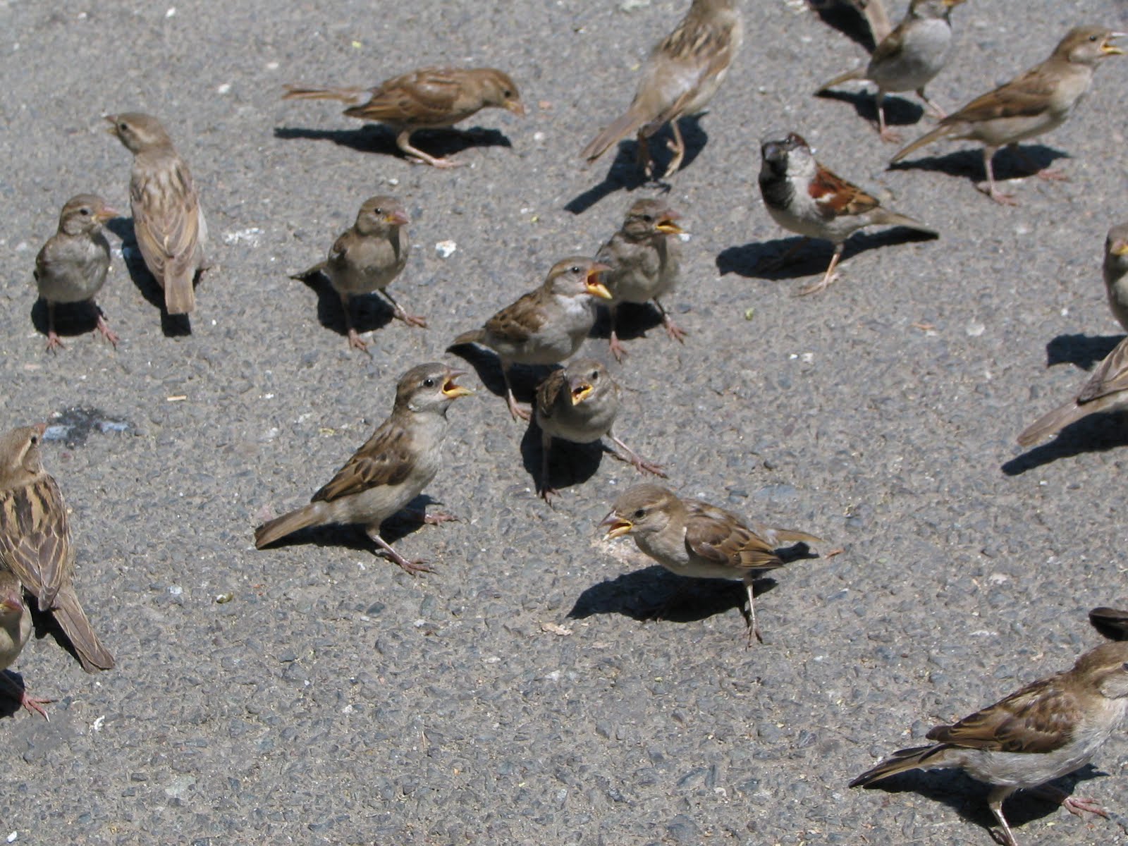 LA MULTI ANI, ROMANIA!: Vrabiute
