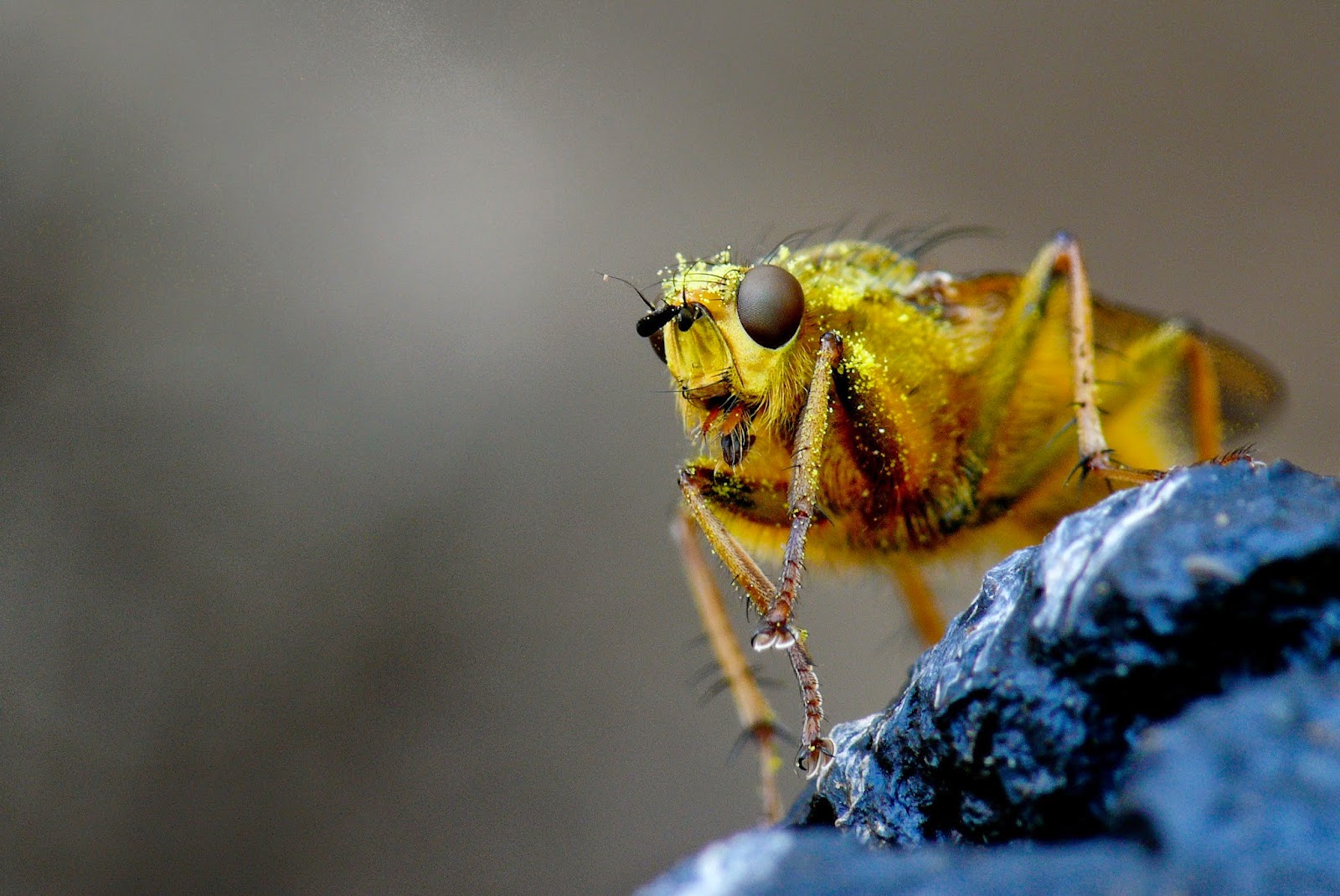 Doug Mackenzie Dodds - Images | Dung flies and the Pope's testicles.