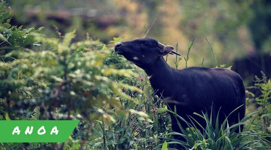 Profil Lengkap Anoa - Hewan Endemik Indonesia yang Terancam Punah ...