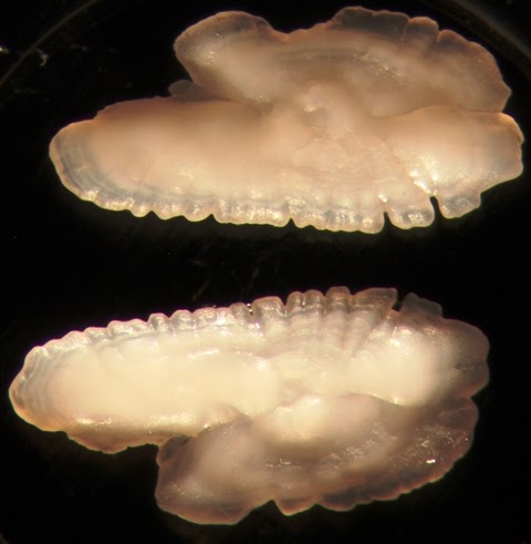 Herring Acoustic Survey: otolith pictures