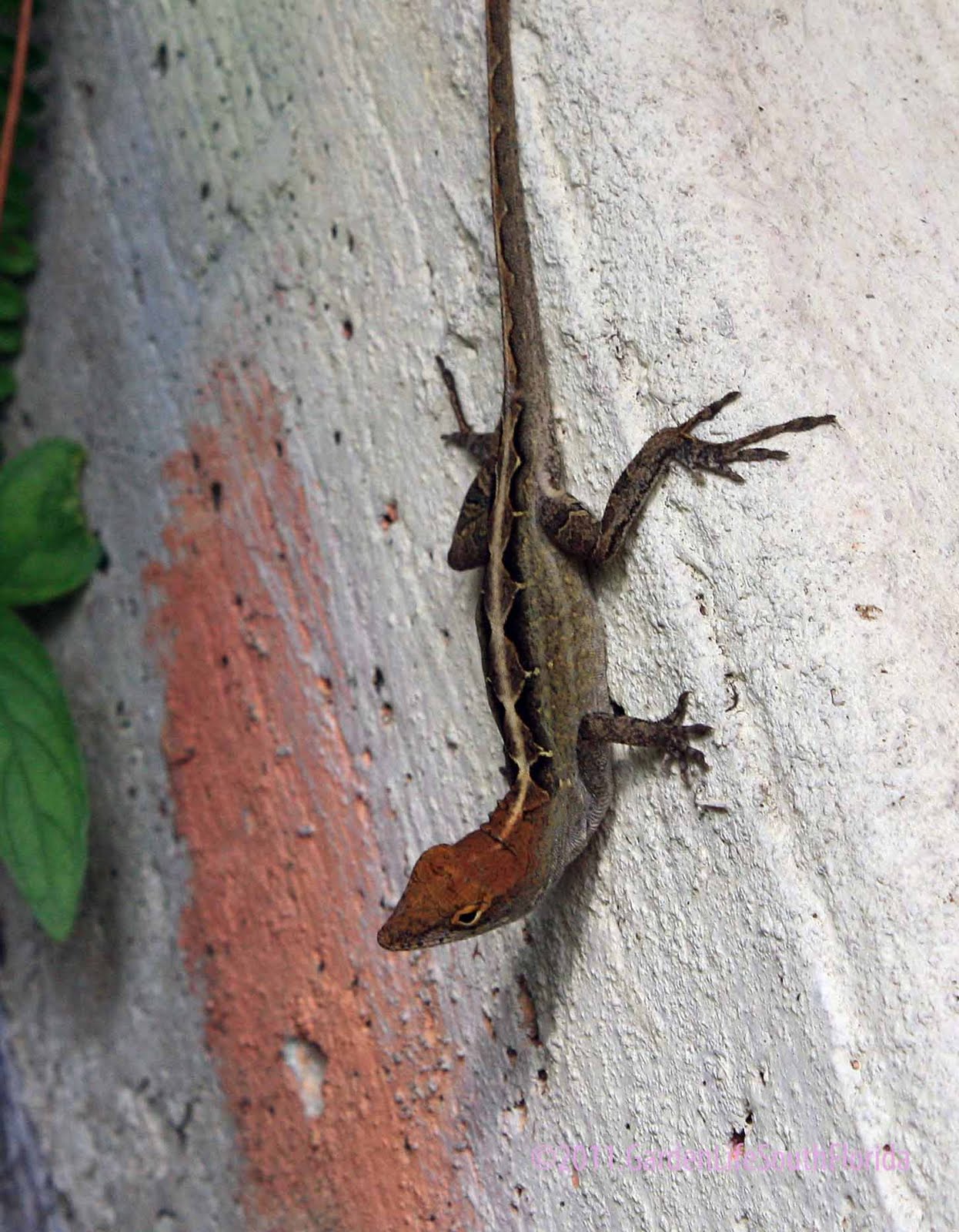 Dawns Garden Life: Critters Galore and Owl