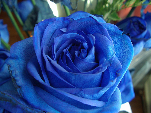 Foto Bunga Mawar biru ( Blue Rose )