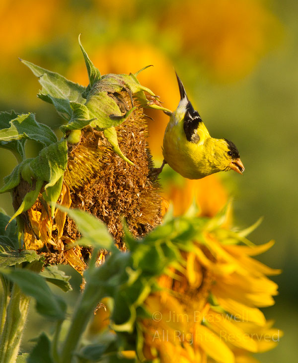 Birding Is Fun!: Birds of the Sun