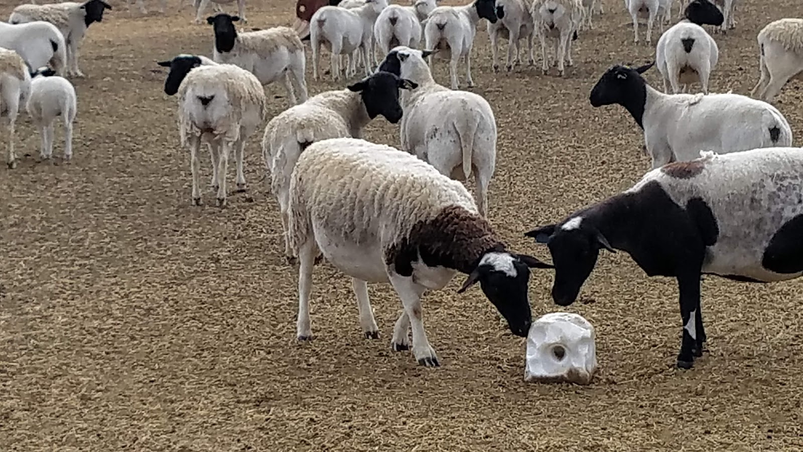The State of the Union: Sheep and Sheepfold at New Mexico Farm (Photos)