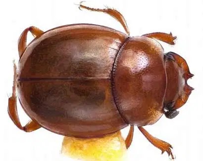 Variety of Life: Lepanus