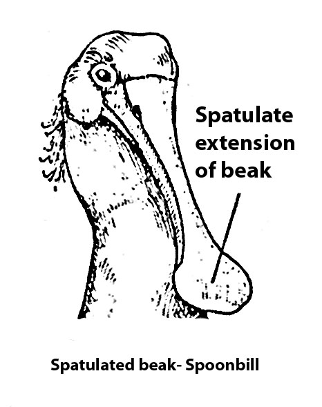 B. Sc. - II Animal Diversity- IV (Old) : TYPES OF BEAKS IN BIRDS ...