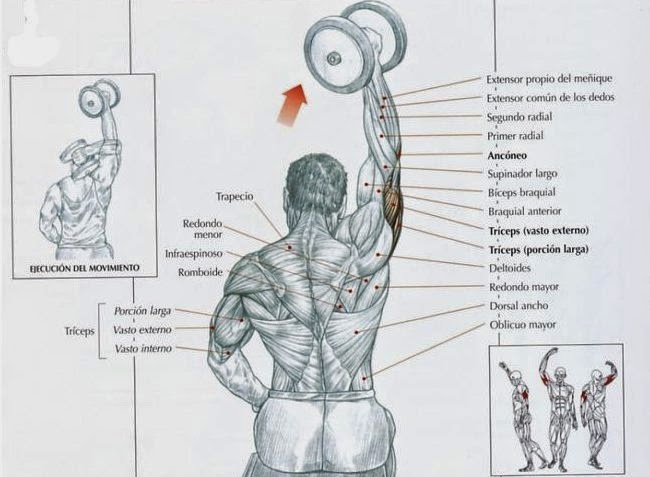 GYM: Extensión de Brazo por encima de la cabeza