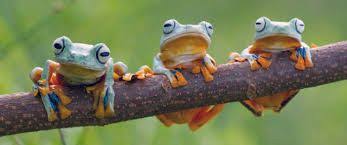 William P. Lazarus: Mortimer the Frog