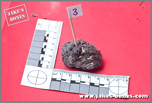 Dissecting bird pellets : Jake's Bones